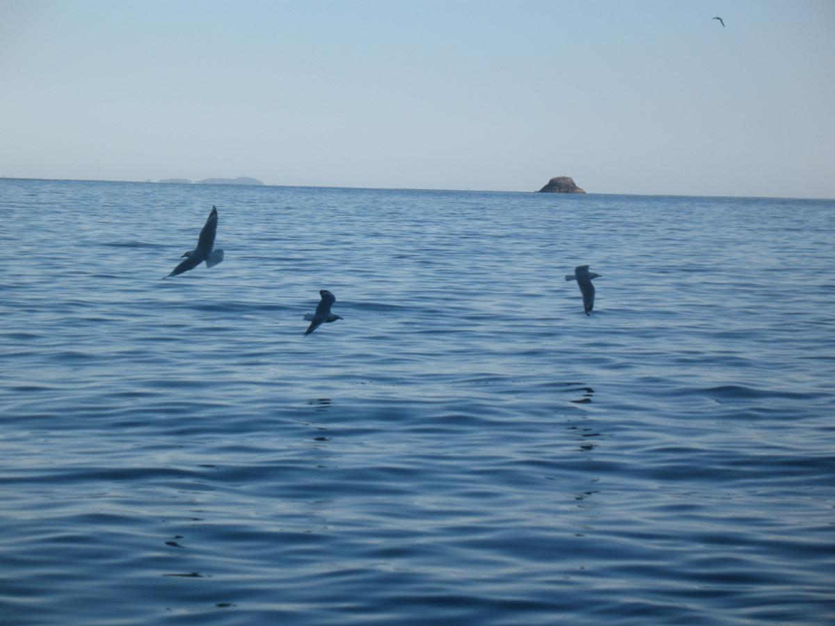 Big Fish Bay of Islands Fishing Gallery - Big Fish From our Charters