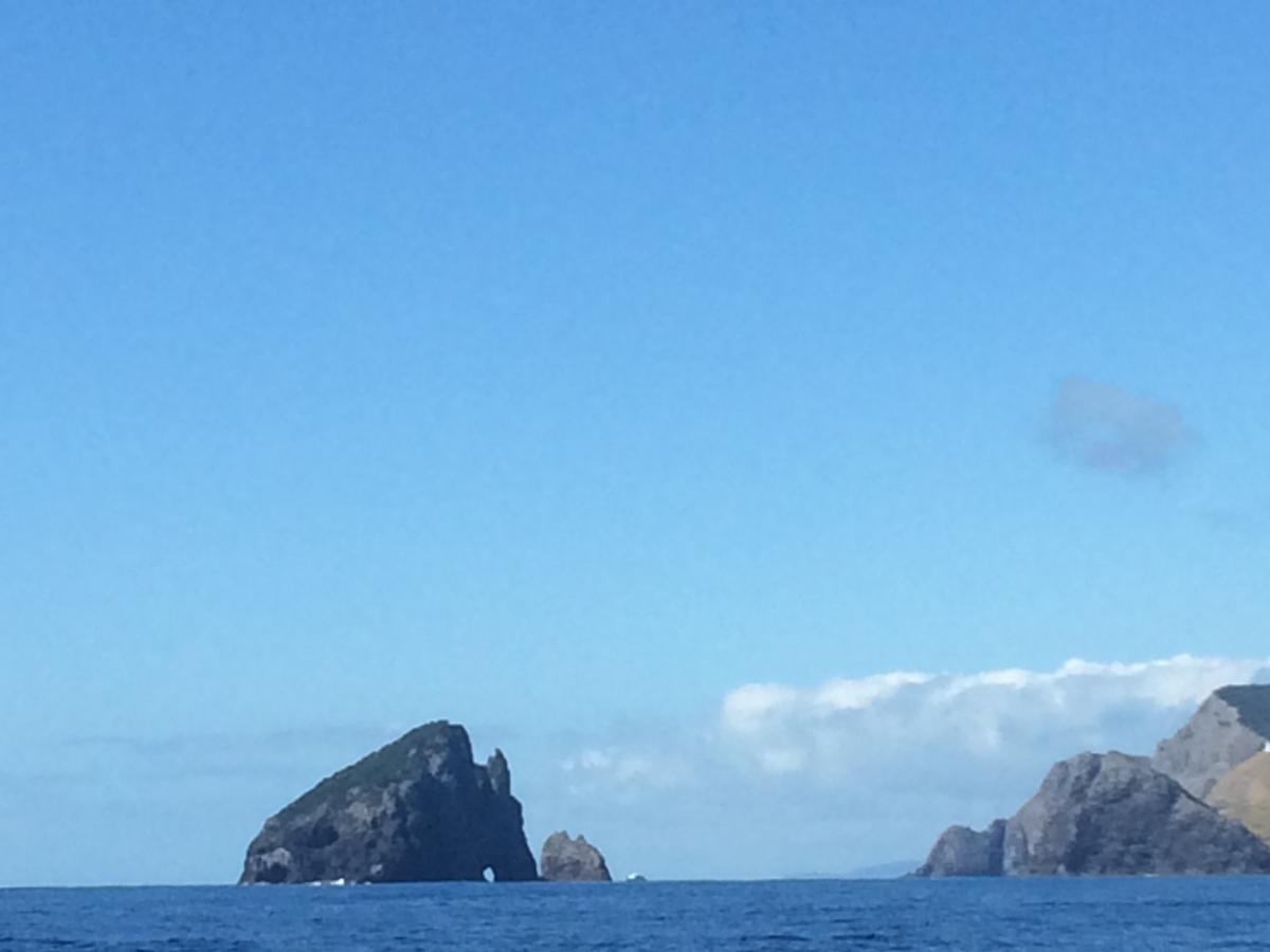 Big Fish Bay of Islands Fishing Gallery - Big Fish From our Charters