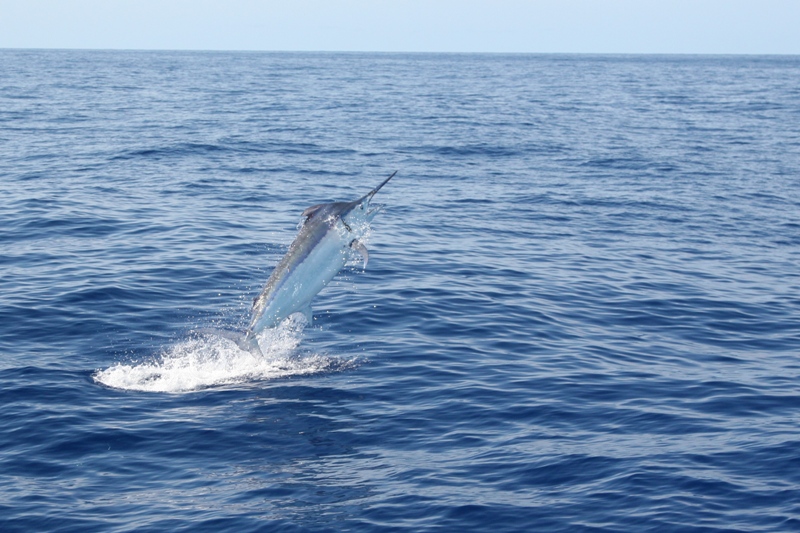 Big Fish Bay of Islands Fishing Gallery - Big Fish From our Charters