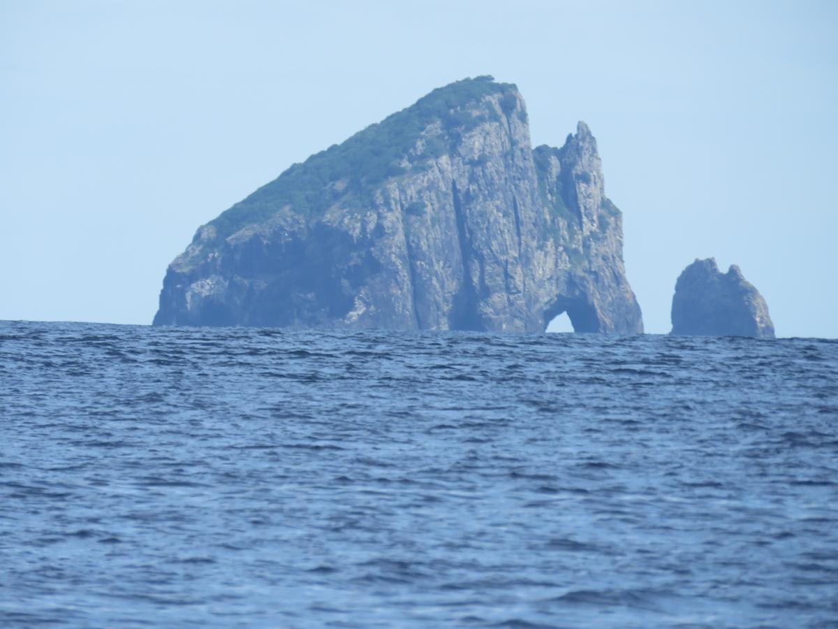 Big Fish Bay of Islands Fishing Gallery - Big Fish From our Charters