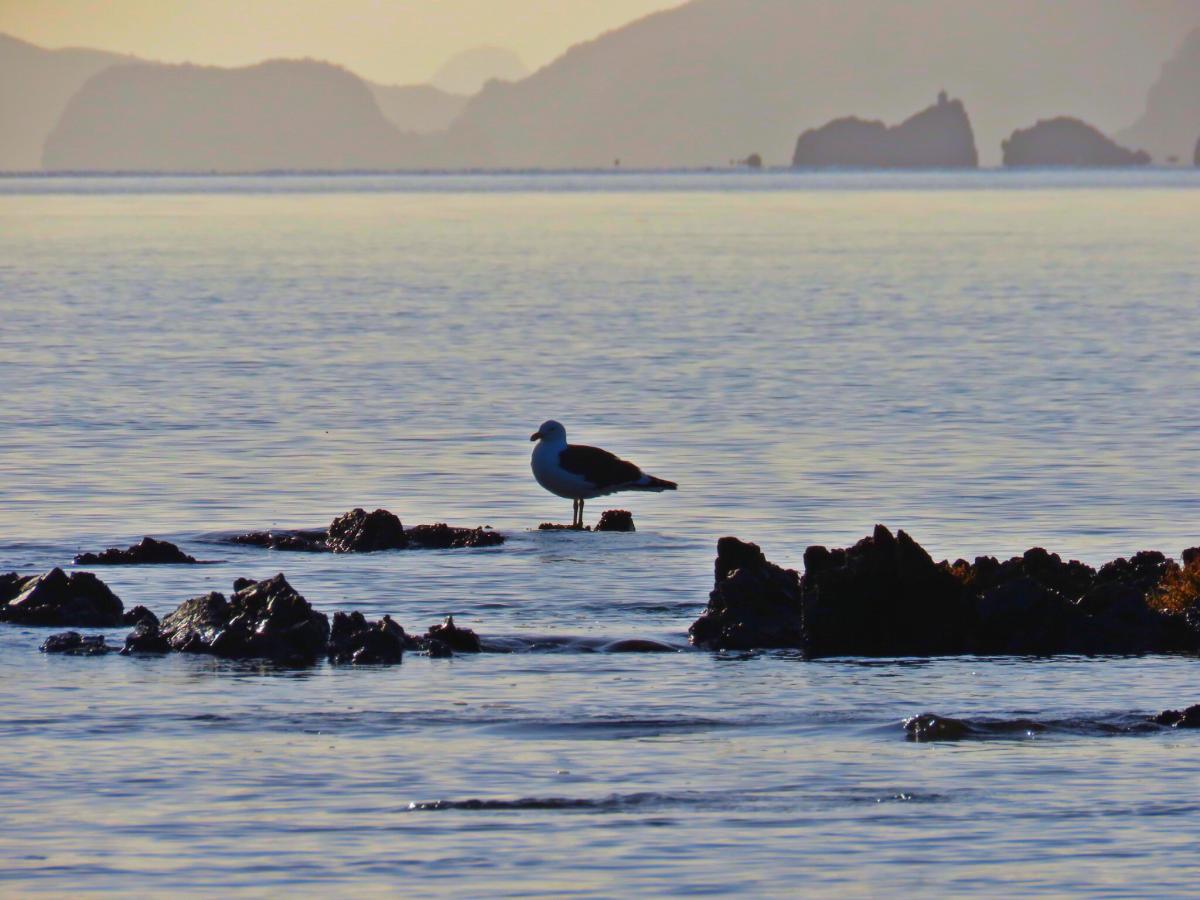 Big Fish Bay of Islands Fishing Gallery - Big Fish From our Charters