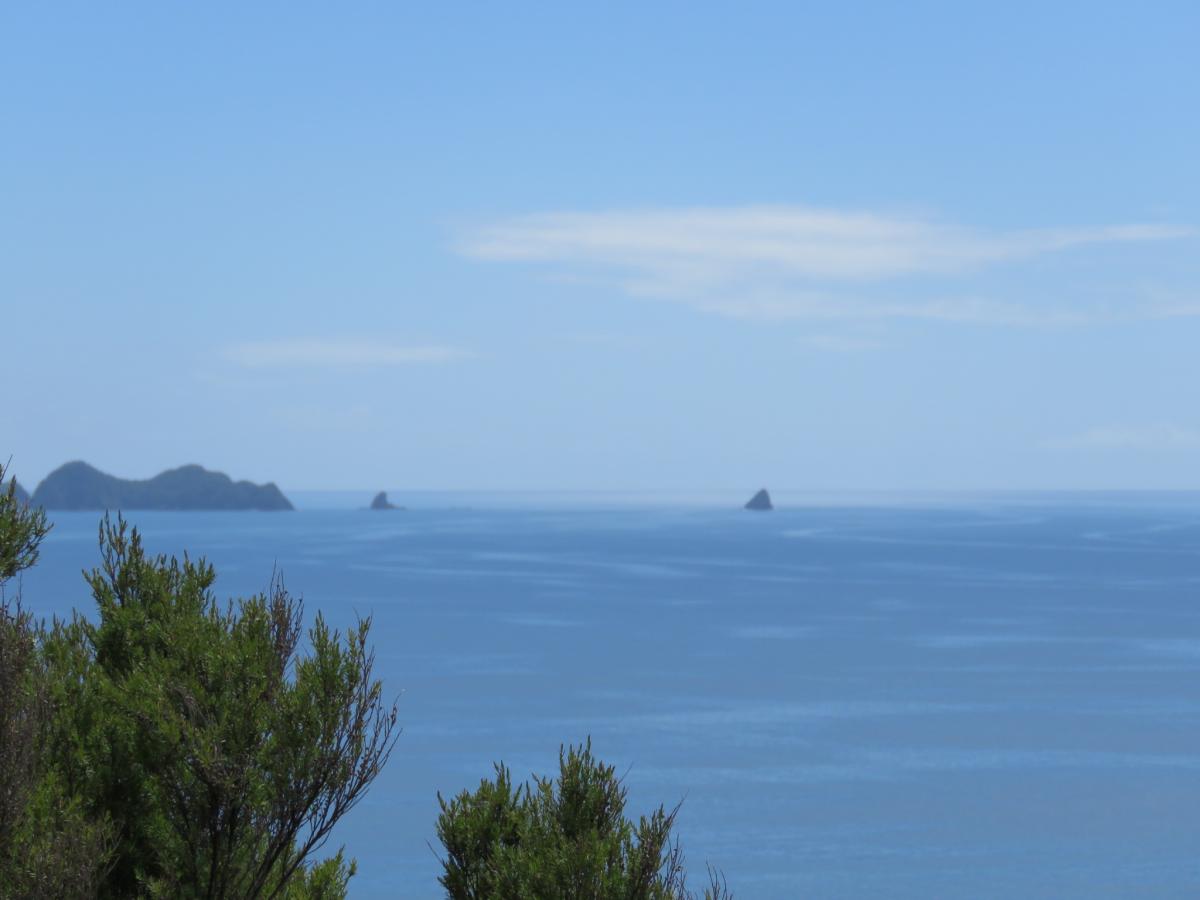Big Fish Bay of Islands Fishing Gallery - Big Fish From our Charters