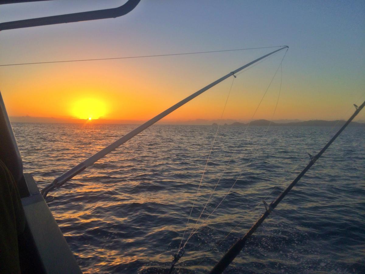 Big Fish Bay of Islands Fishing Gallery - Big Fish From our Charters