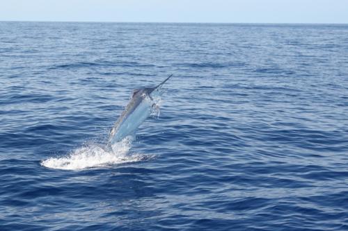 Big Fish Bay of Islands Fishing Gallery - Big Fish From our Charters